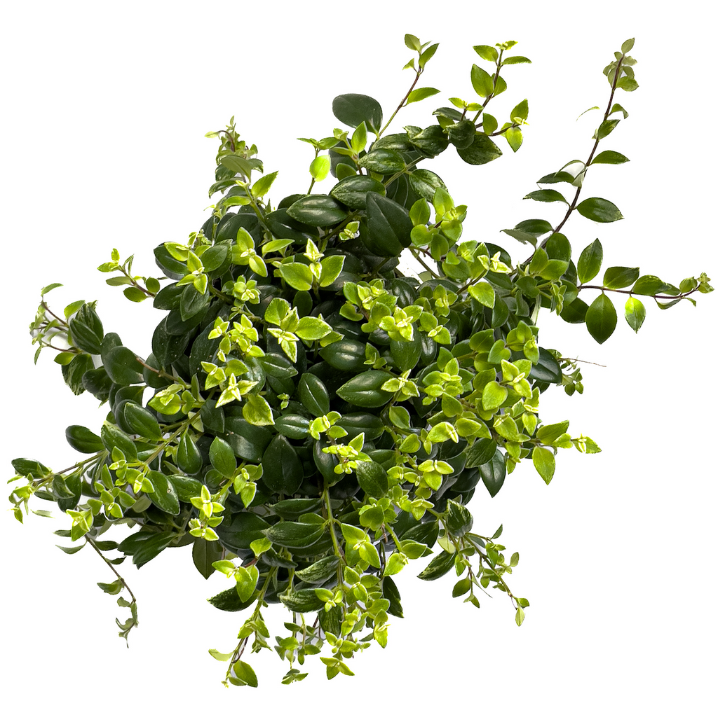 The Ultimate Beginner s Guide To Variegated Lipstick Plant Care the-ultimate-beginner-s-guide-to-variegated-lipstick-plant-care