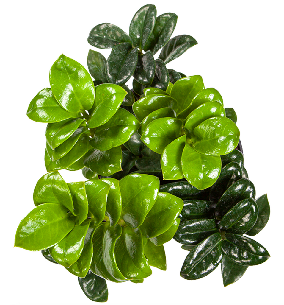 The Ultimate Guide to ZZ Plant 'Zenzi' Care | Planterina