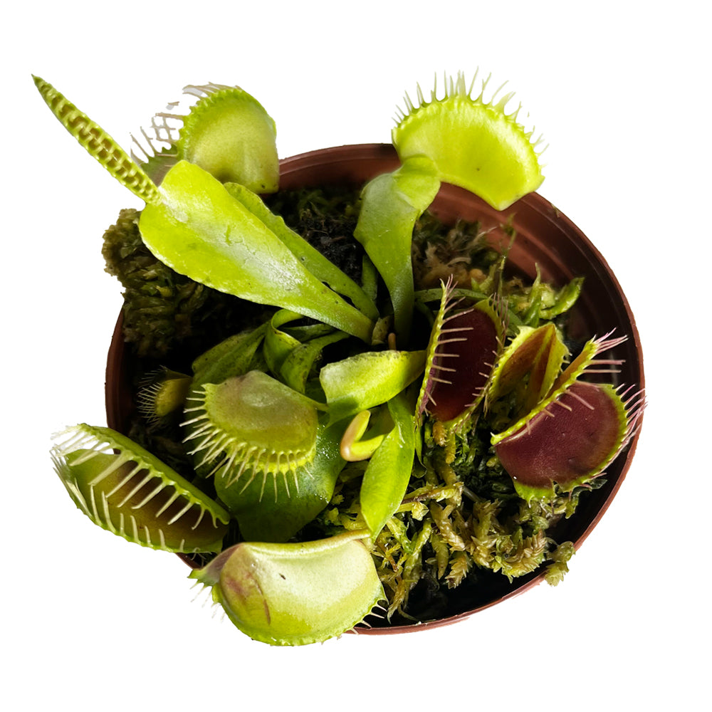 Venus Flytrap Leaves