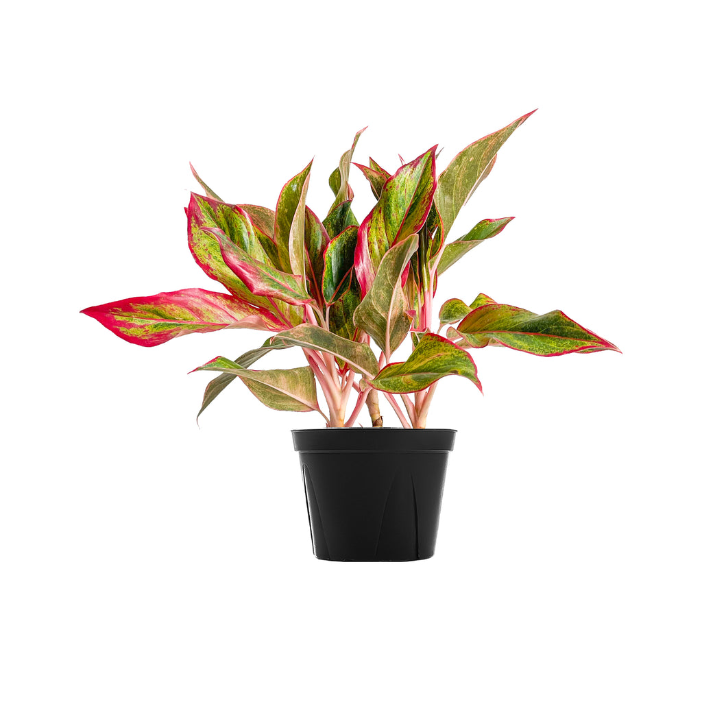 Aglaonema Siam Aurora