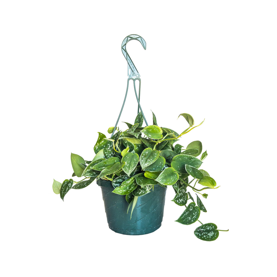 Hanging Golden Pothos