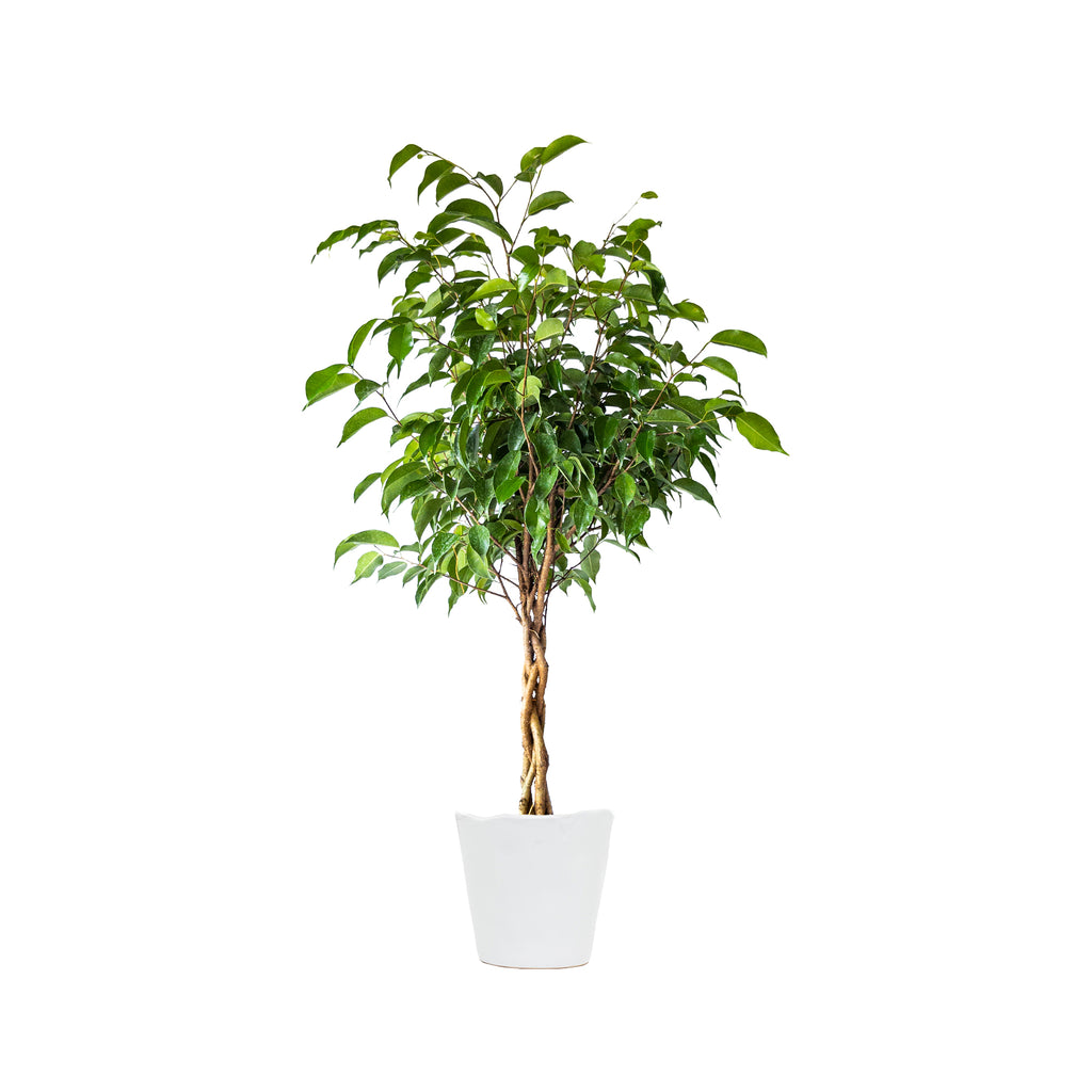 Ficus Benjamina