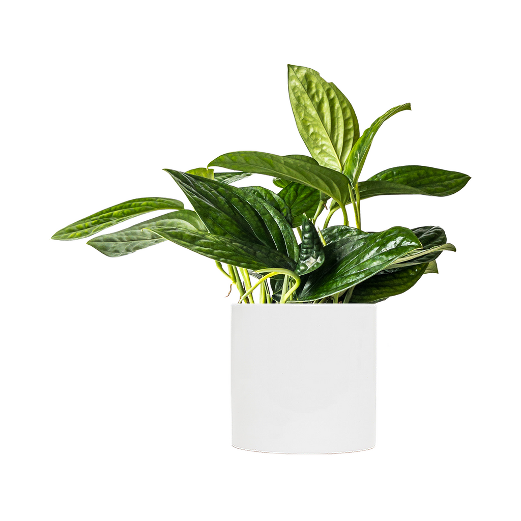 Indoor Pot Plants